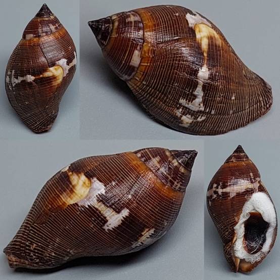 shellauction.net :: Nassa francolina - 3866272
