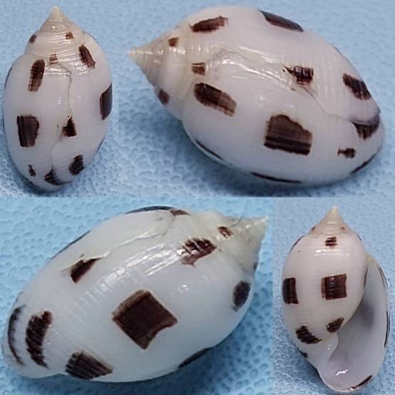 shellauction.net :: Punctacteon virgatus - 3866485