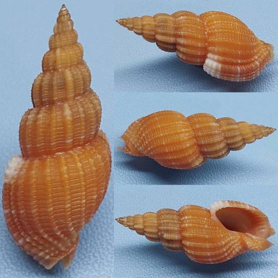 shellauction.net :: Phos roseatus - 3866623