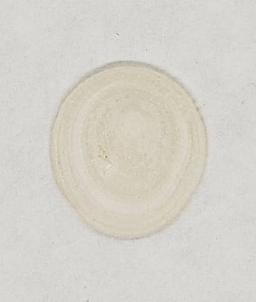 shellauction.net :: Trimusculus peruvianus - 3866951