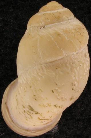 shellauction.net :: Pollicaria elephas - 3867162