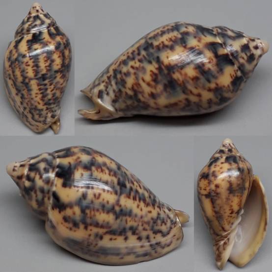 shellauction.net :: Cymbiola flavicans - 3867367