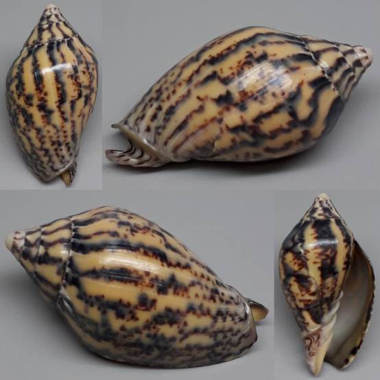 shellauction.net :: Cymbiola flavicans - 3867368