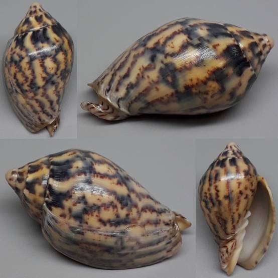 shellauction.net :: Cymbiola flavicans - 3867369