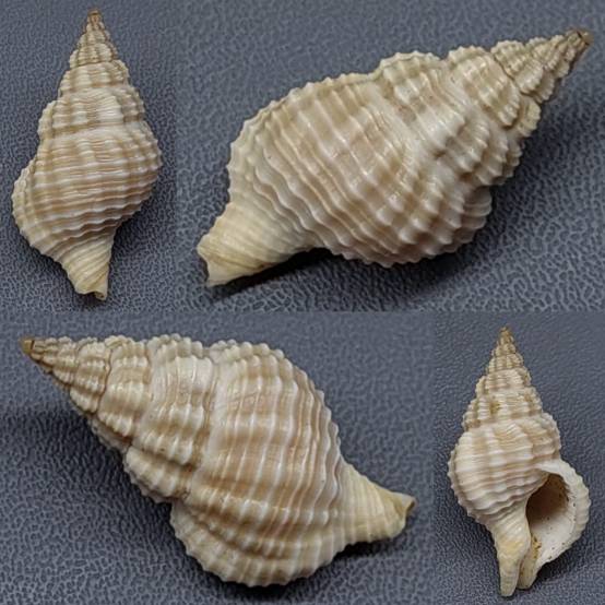 shellauction.net :: Nassaria pusilla - 3867856