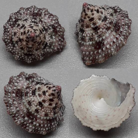 shellauction.net :: Trochus venetus - 3867986