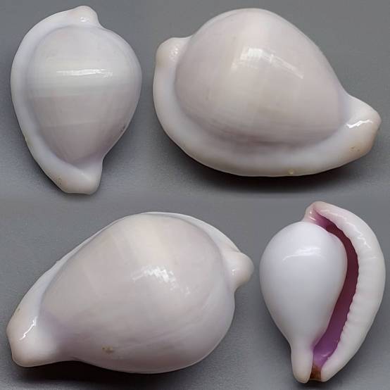shellauction.net :: Ovula costellata - 3868039