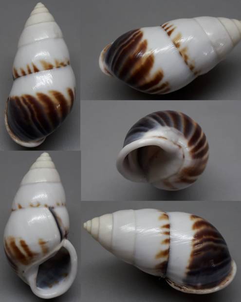 shellauction.net :: Amphidromus perversus butoti - 3868111