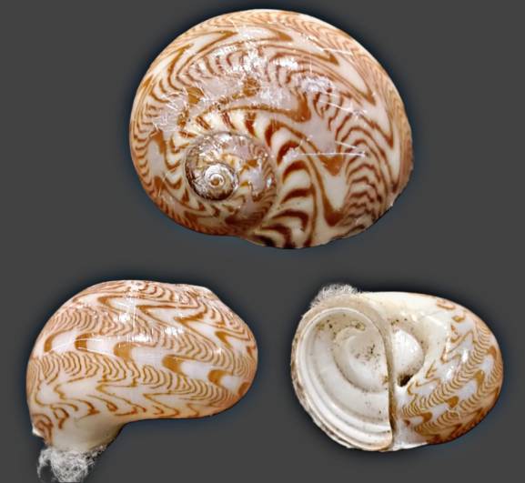 shellauction.net :: Tanea tenuipicta - 3868895