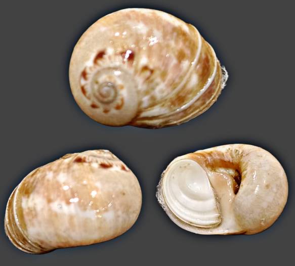 shellauction.net :: Natica sp. - 3868936