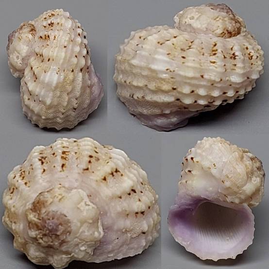 shellauction.net :: Indomodulus tectum - 3868947