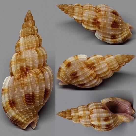 shellauction.net :: Phos roseatus - 3868965