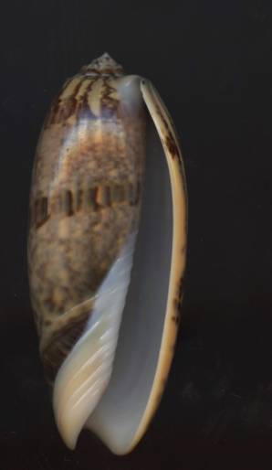 shellauction.net :: Oliva miniacea tremulina f. fumosa - 3869055