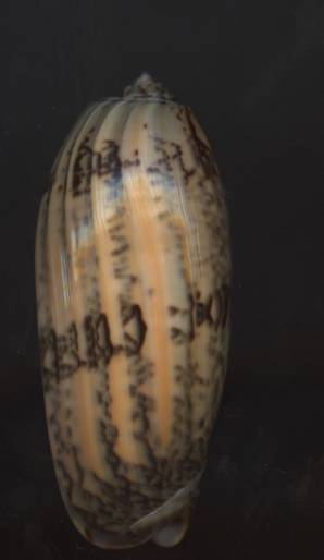 shellauction.net :: Oliva miniacea tremulina f. fumosa - 3869055