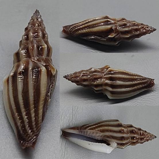 shellauction.net :: Eucithara stromboides - 3869369