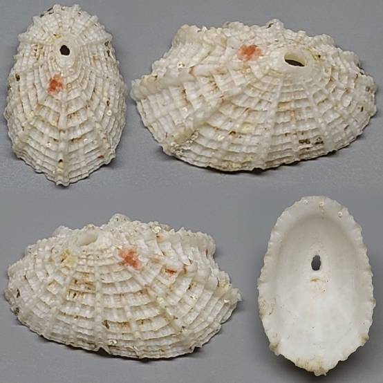 shellauction.net :: Diodora sp. - 3869388