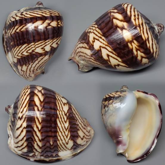 shellauction.net :: Cymbiola nobilis - 3869529