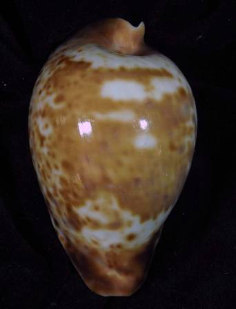 shellauction.net :: Umbilia hesitata - 3869572