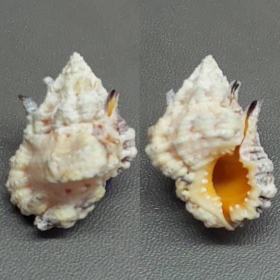 shellauction.net :: Bursa tuberosissima - 3869964