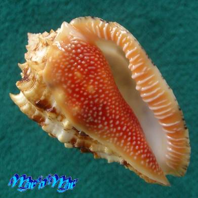 shellauction.net :: Morum dennisoni - 3869969