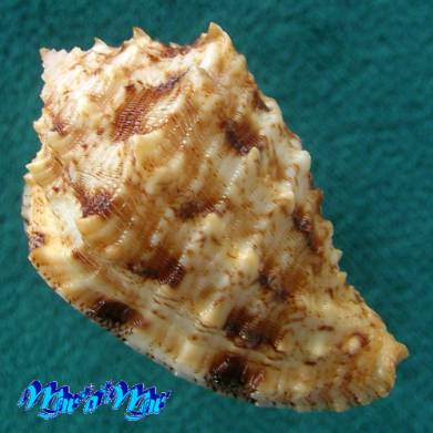 shellauction.net :: Morum dennisoni - 3869969