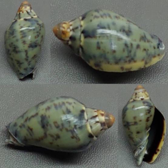 shellauction.net :: Cymbiola flavicans - 3870068