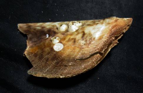 shellauction.net :: Pteria brevialata - 3870462