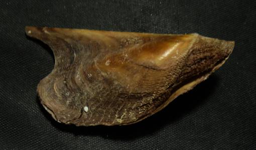 shellauction.net :: Pteria brevialata - 3870464