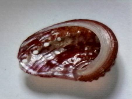 shellauction.net :: Haliotis species - 3870480