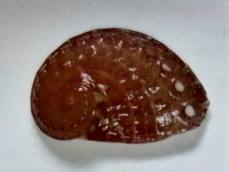 shellauction.net :: Haliotis species - 3870486