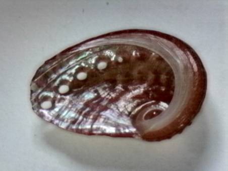 shellauction.net :: Haliotis species - 3870486