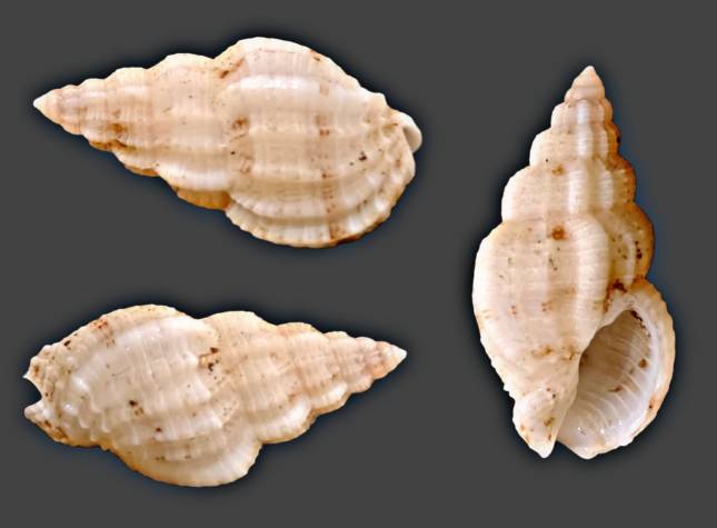 shellauction.net :: Phos roseatus - 3870498