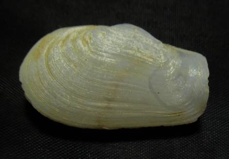 shellauction.net :: Laternula truncata - 3870598