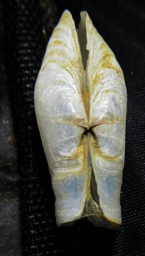 shellauction.net :: Laternula truncata - 3870598