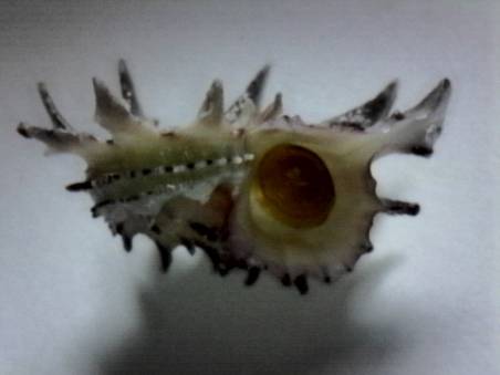 shellauction.net :: Angaria species - 3870623
