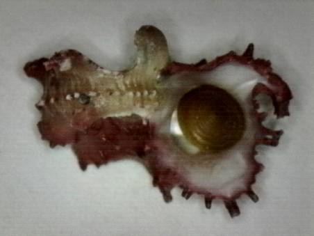 shellauction.net :: Angaria species - 3870626