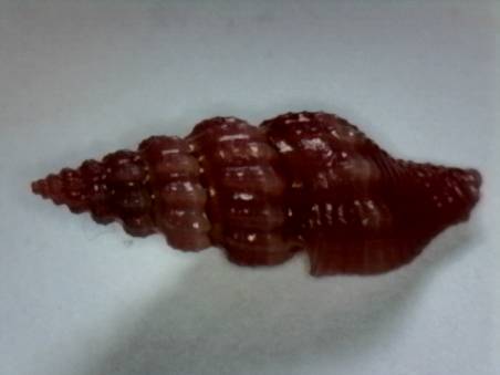 shellauction.net :: Lienardia species - 3870662