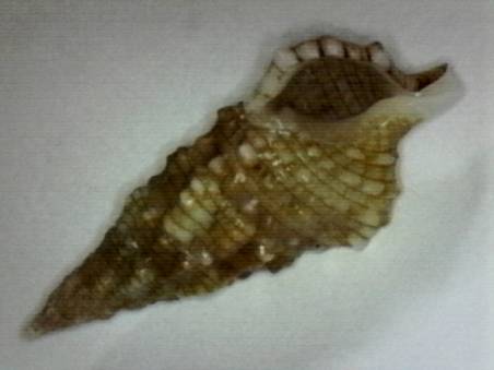 shellauction.net :: Cerithium species - 3870704