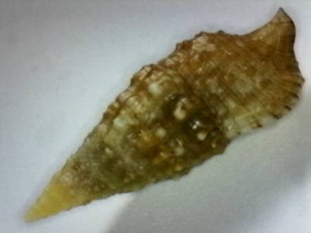 shellauction.net :: Cerithium species - 3870706