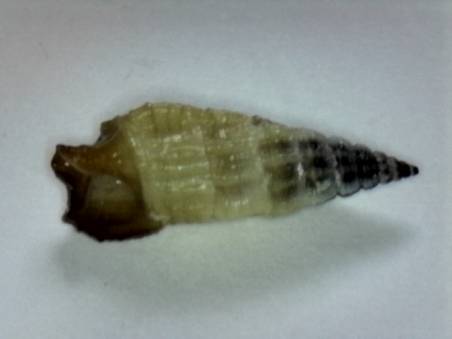 shellauction.net :: Cerithium species - 3870708