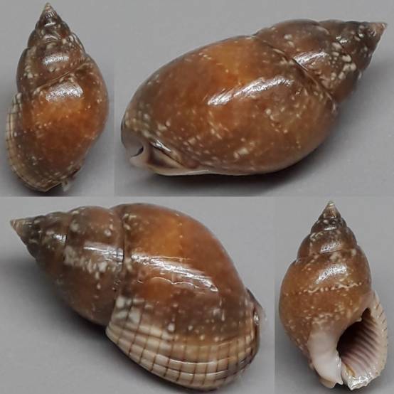 shellauction.net :: Nassarius sp. - 3870957