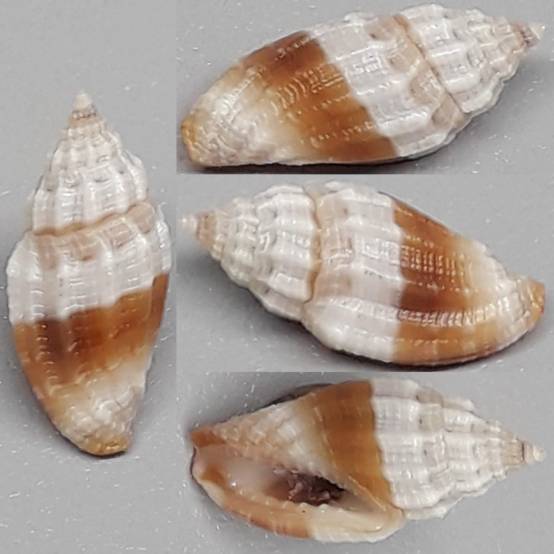 shellauction.net :: Eucithara sp. - 3870965