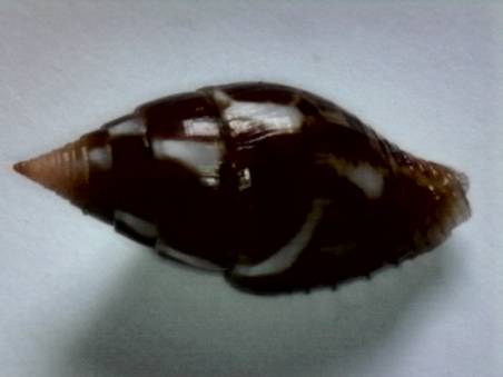 shellauction.net :: Mitrella species - 3870996