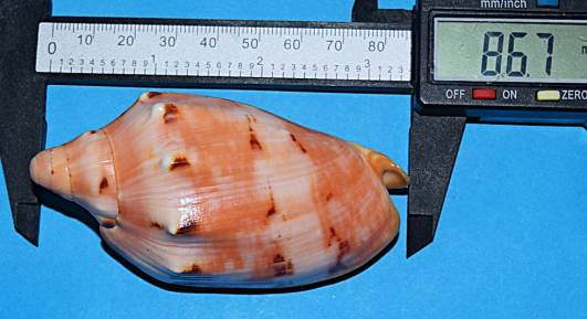 shellauction.net :: Cymbiola malayensis - 3871010