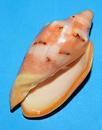 shellauction.net :: Cymbiola malayensis - 3871010