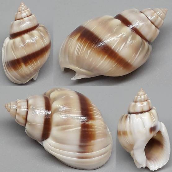shellauction.net :: Nassarius sp. - 3871081