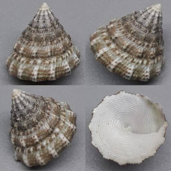 shellauction.net :: Trochus sp. - 3871659