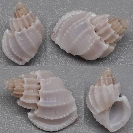 shellauction.net :: Scalptia sp. - 3871693