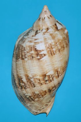 shellauction.net :: Cymbiola magnifica - 3872050