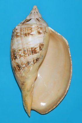 shellauction.net :: Cymbiola magnifica - 3872050